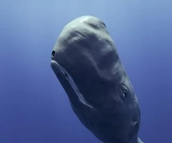 REPLAY CAMÉRAS ESPIONS AU COEUR DES OCÉANS: Emission du 1 juin 2026